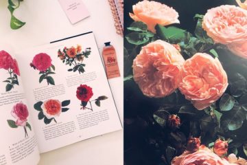 David Austin's English Roses - A Beautiful Book Review