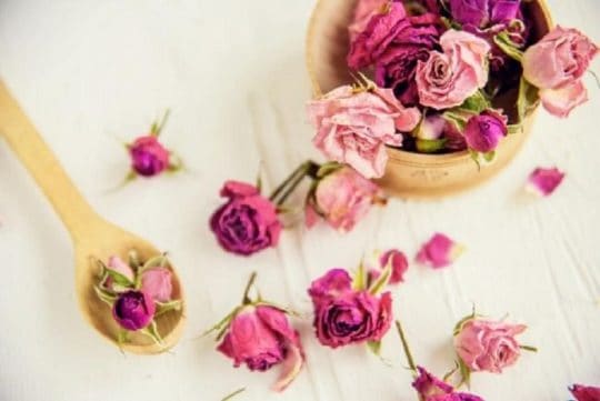 Can I Eat Wild Roses? A Short Guide On Eating Wild Roses Safely!