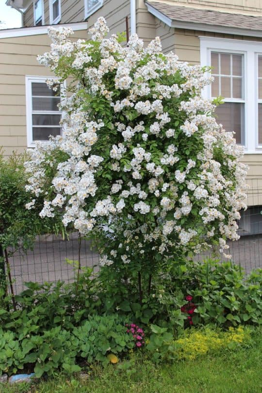 Growing Gorgeous Iceberg Roses? These Tips Actually Work!
