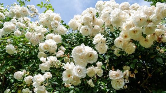 Growing Gorgeous Iceberg Roses? These Tips Actually Work!