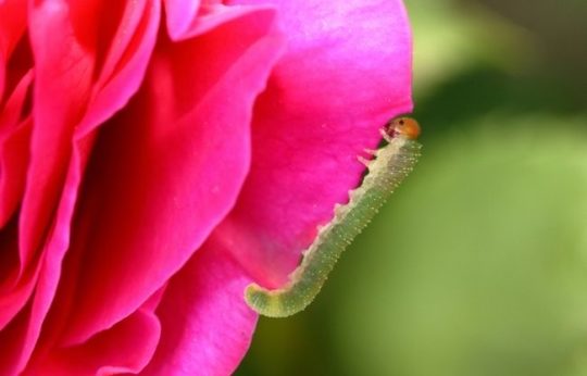 Are Rose Slugs Attacking Your Rose? Get Rid Of Them Fast! (Organically)