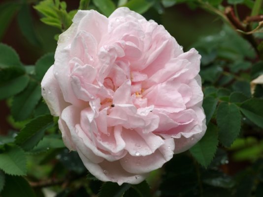 What are the Best Roses for Cold Climates? - A Prettier Petal