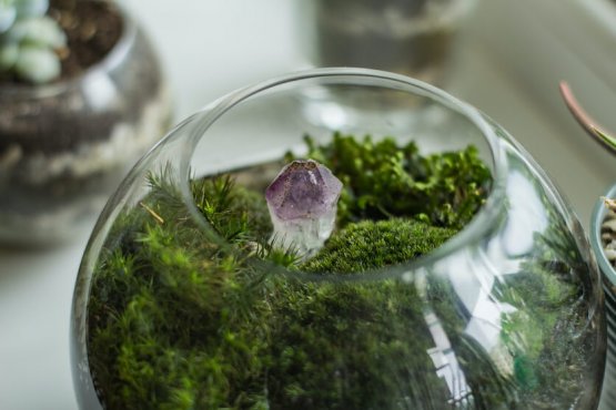 How To Grow Moss Indoors: Quick Guide - A Prettier Petal