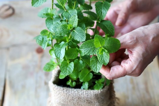 How To Grow Mint Indoors: 5 Pro Tips - A Prettier Petal