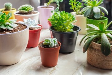 12 Types Of Tiny House Plants You Can Easily Grow In Small Spaces - A ...