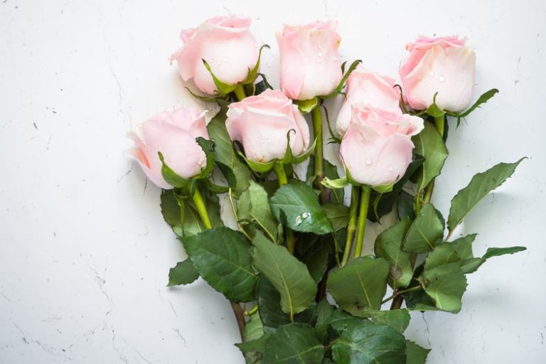 How Long Do Roses Last? (Plus Tips To Keep Them Fresher!) - A Prettier ...