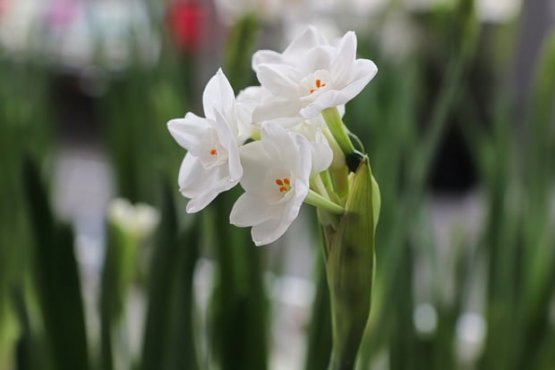 How To Grow Paperwhites Indoors: Beginners Guide - A Prettier Petal