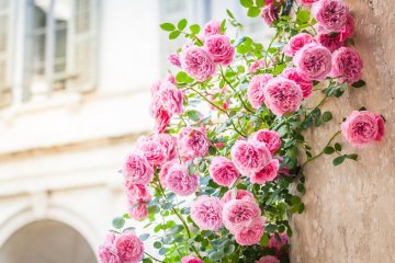 Patio Roses: The Ultimate Planting Guide - A Prettier Petal