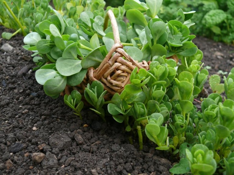 7 Types Of Good Weeds To Keep In Your Garden - A Prettier Petal